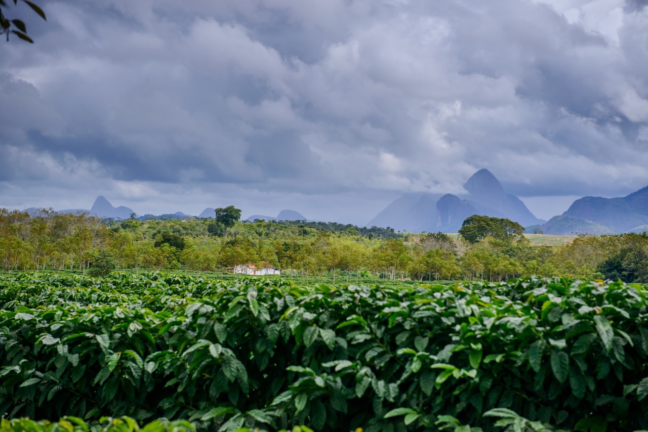 Brazil's New Forest Code completes ten years - Cecafé